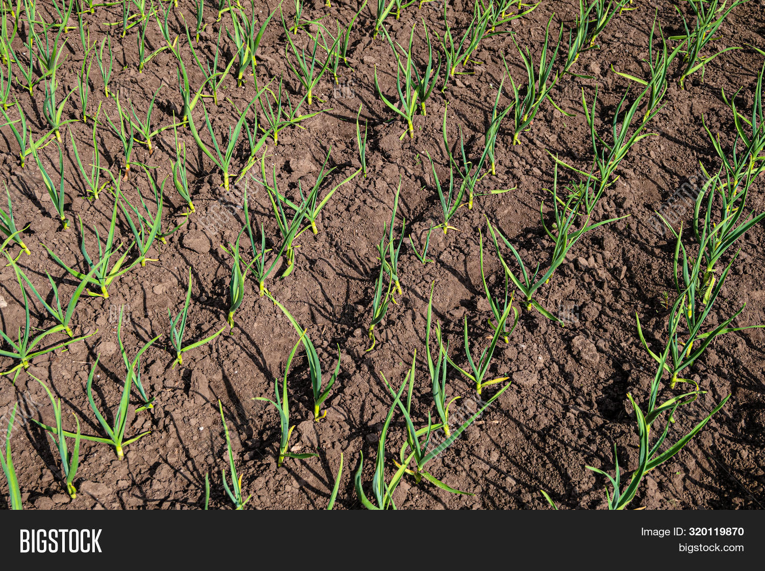 Green Stalks Garlic Image & Photo (Free Trial) | Bigstock