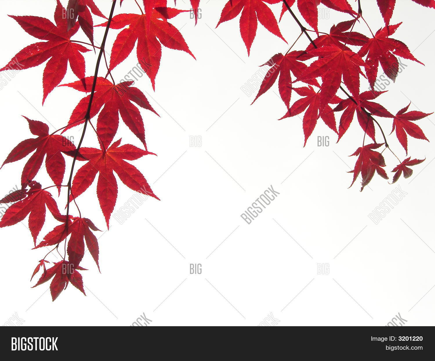 Japanese Maple Leave Image & Photo (Free Trial) | Bigstock