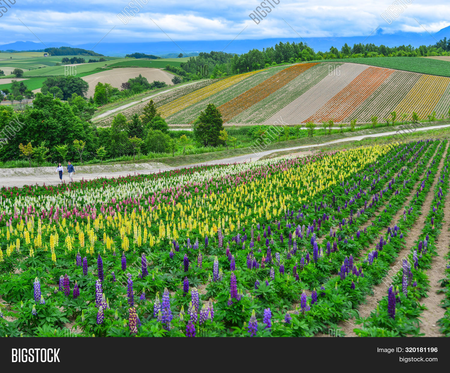 Colorful Flower Field Image & Photo (Free Trial) | Bigstock