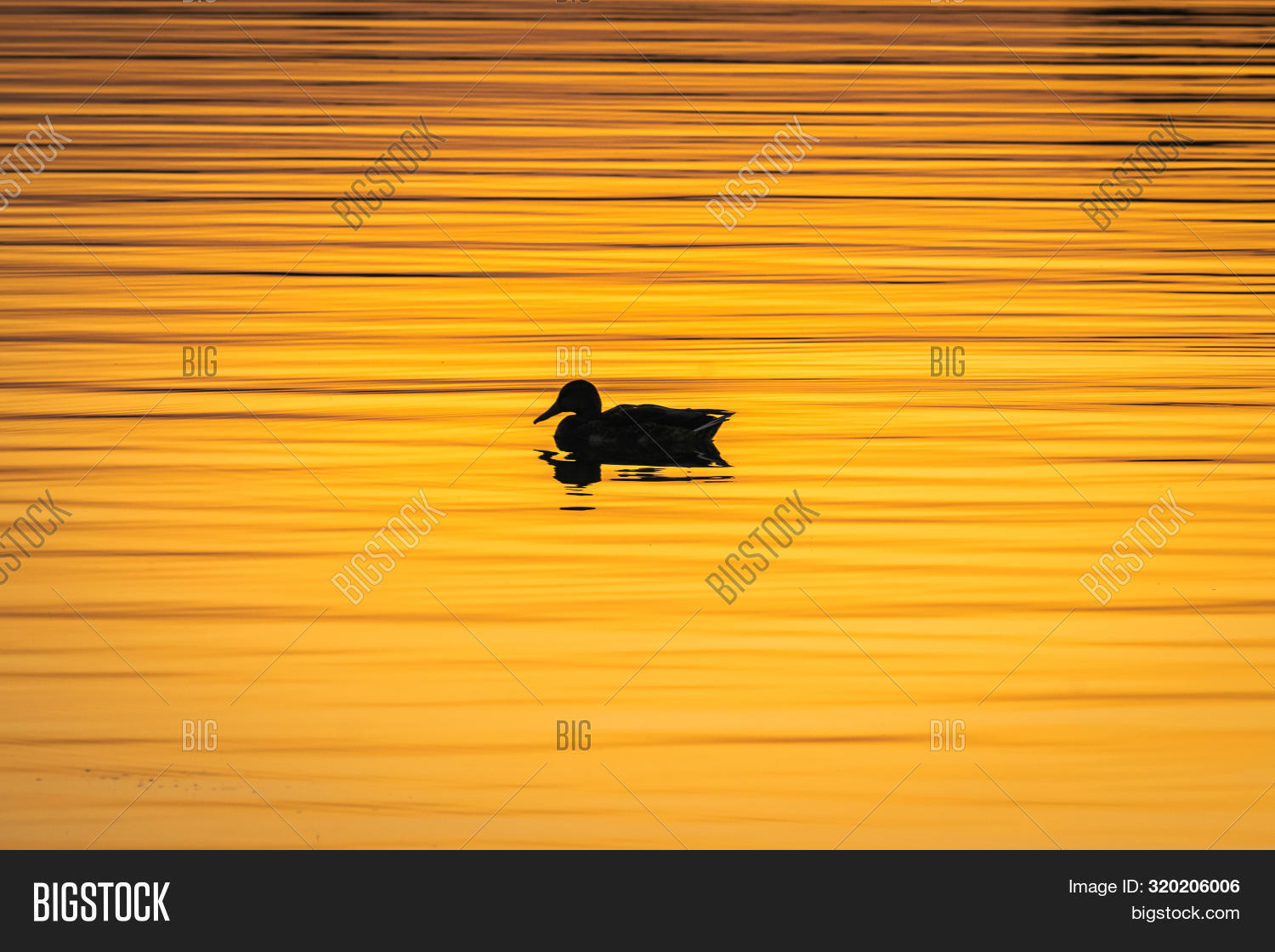 Close Ducks Sunset Image & Photo (Free Trial) | Bigstock