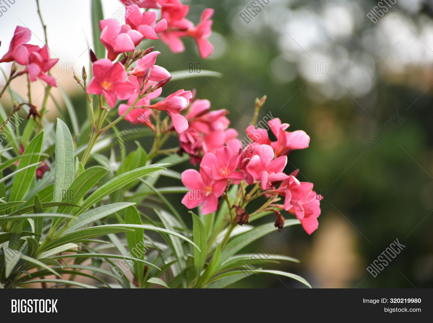 Close Shot Nerium Image & Photo (Free Trial) | Bigstock