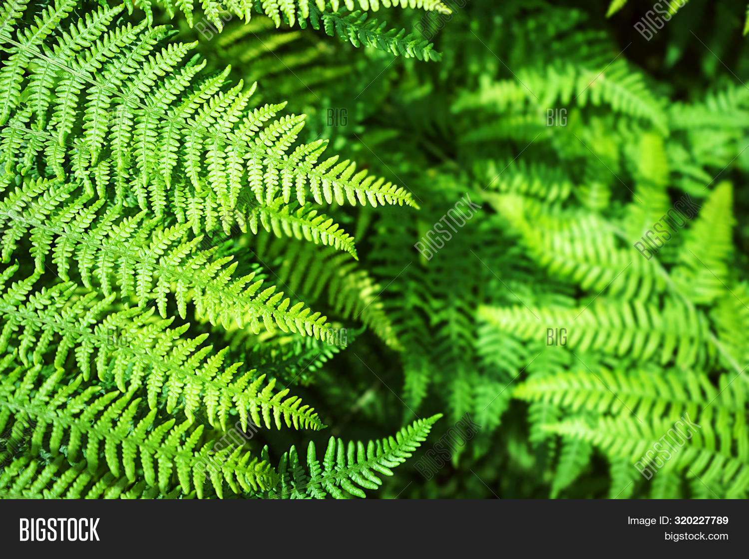 Natural Fern Pattern Image & Photo (Free Trial) | Bigstock