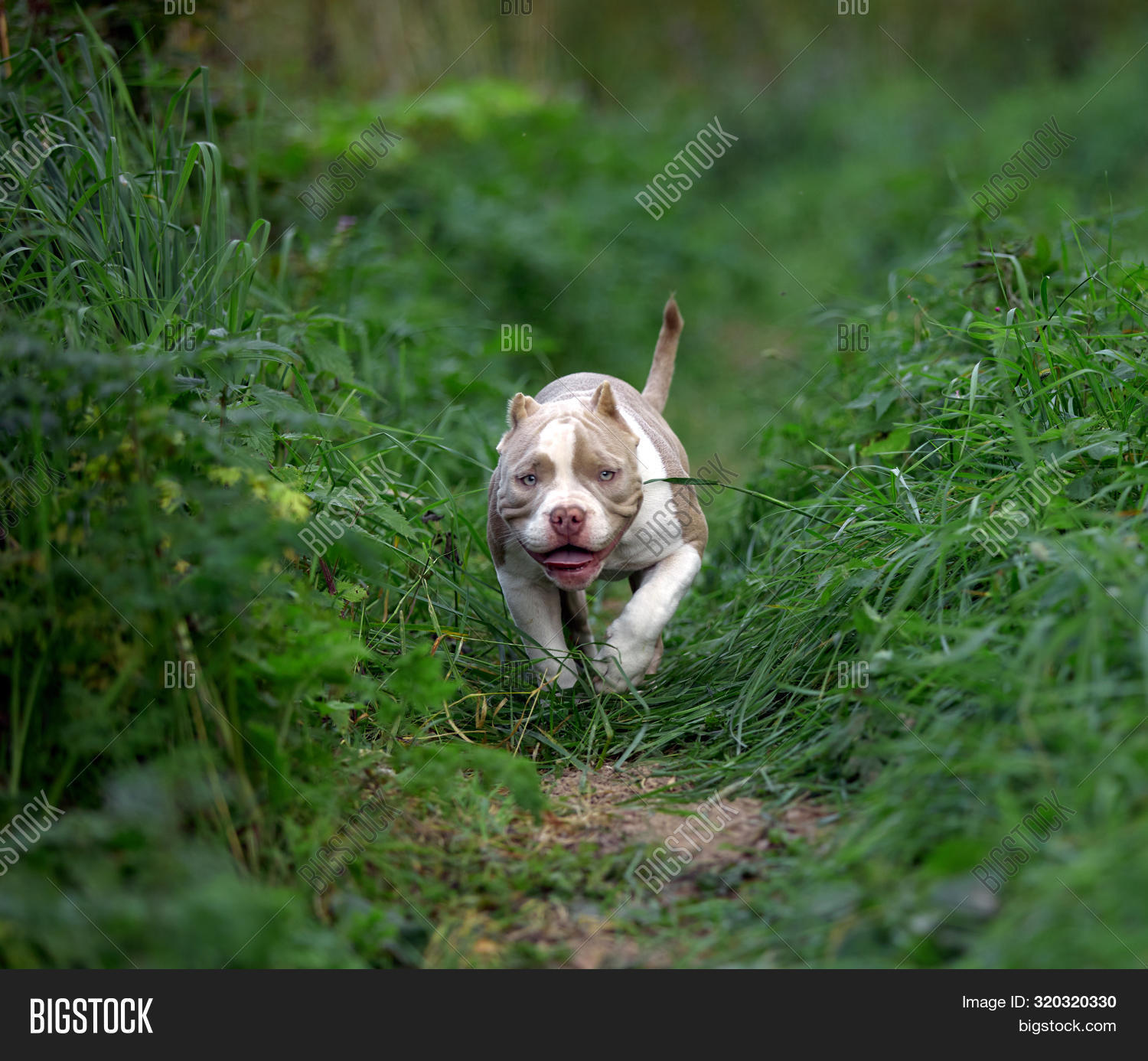 American Bully Dog Image & Photo (Free Trial) | Bigstock
