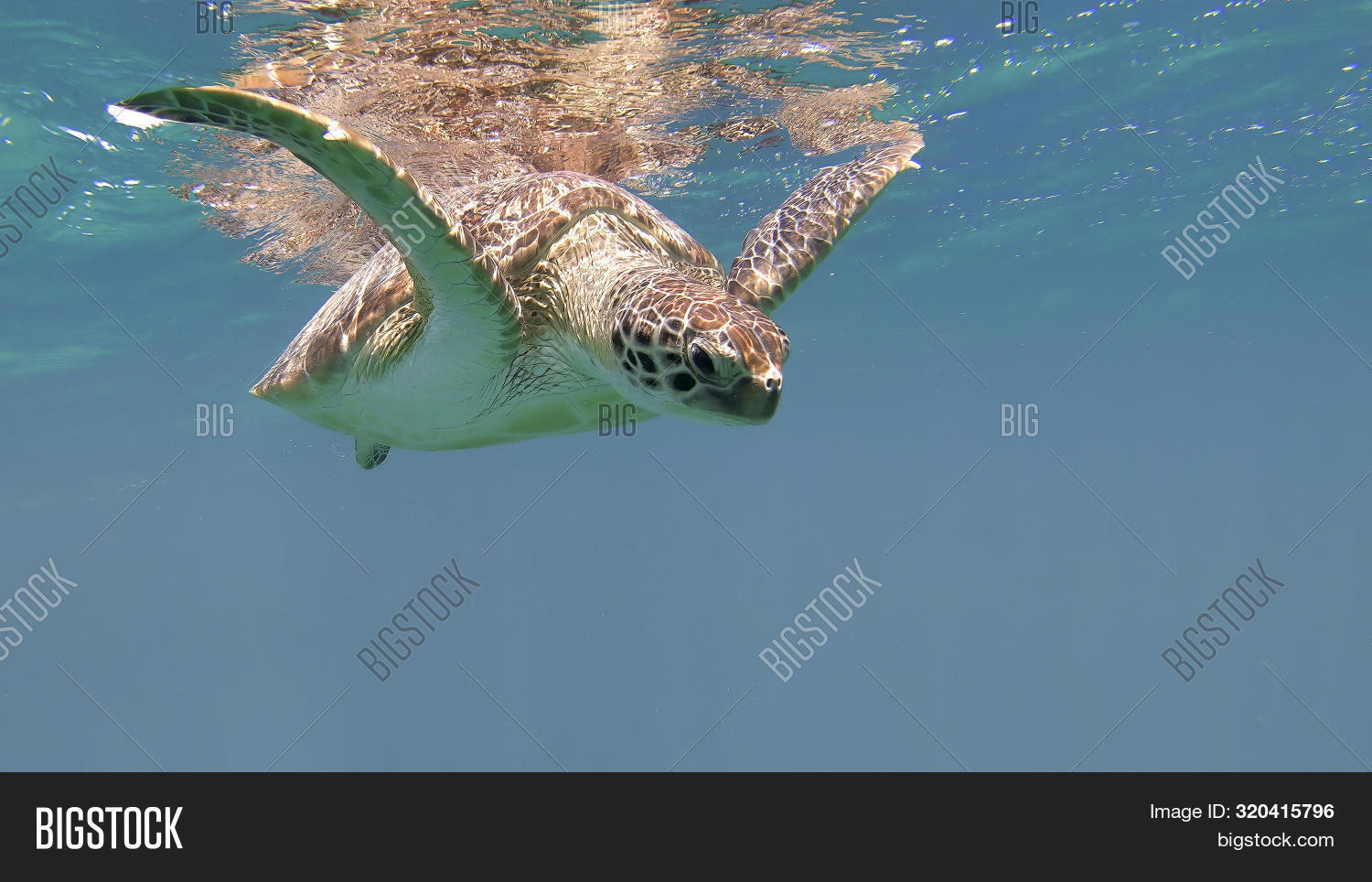 Cute Green Sea Turtle Image & Photo (Free Trial) | Bigstock