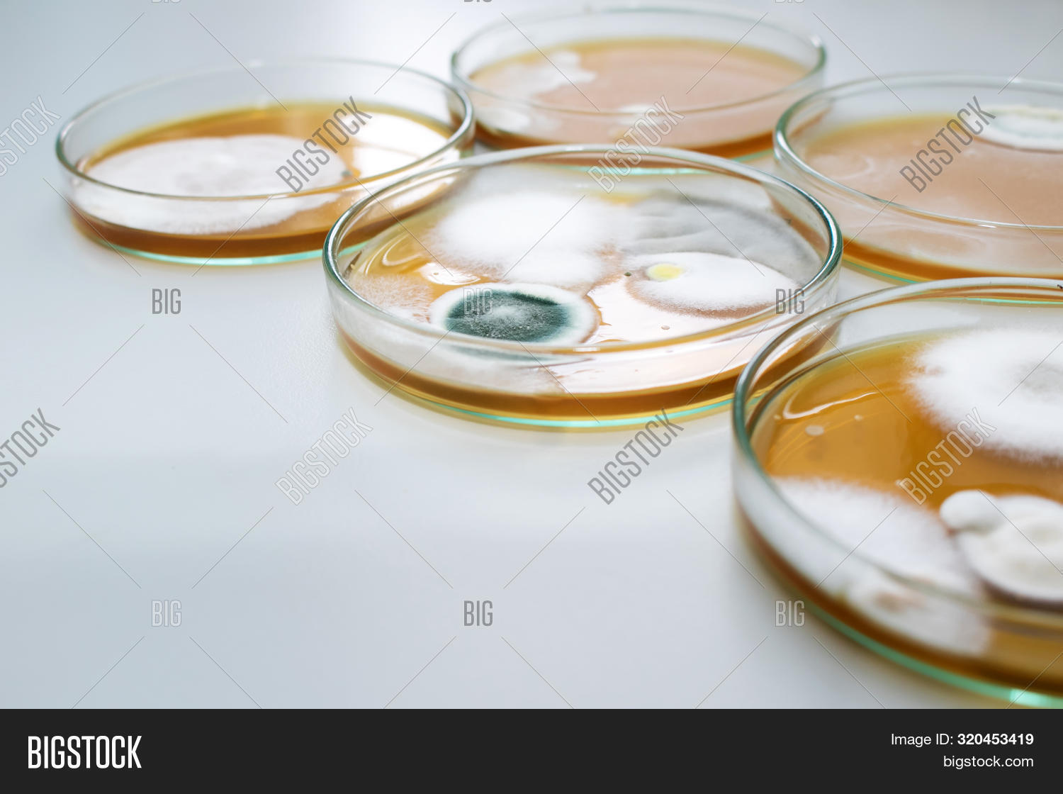 Molds Colonies Culture Image & Photo (Free Trial) | Bigstock