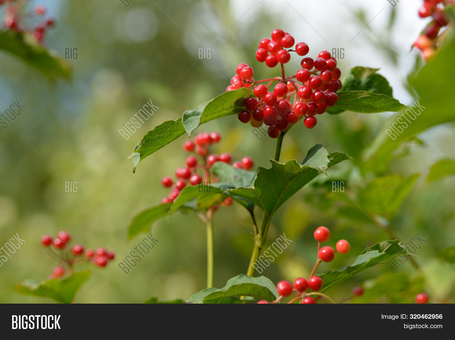 Red Ripe Berries Image & Photo (Free Trial) | Bigstock