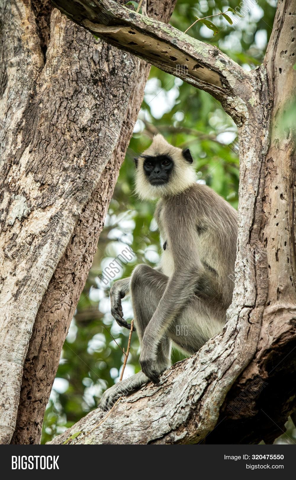 Gray Langurs, Sacred Image & Photo (Free Trial) | Bigstock