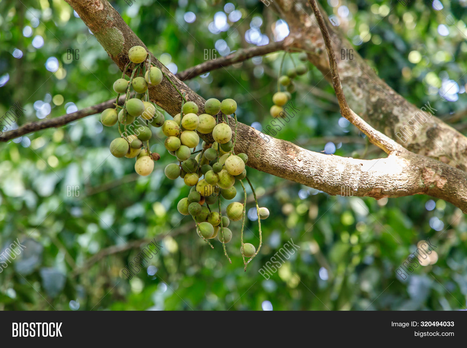 Langsat Fruits Hanging Image & Photo (Free Trial) | Bigstock