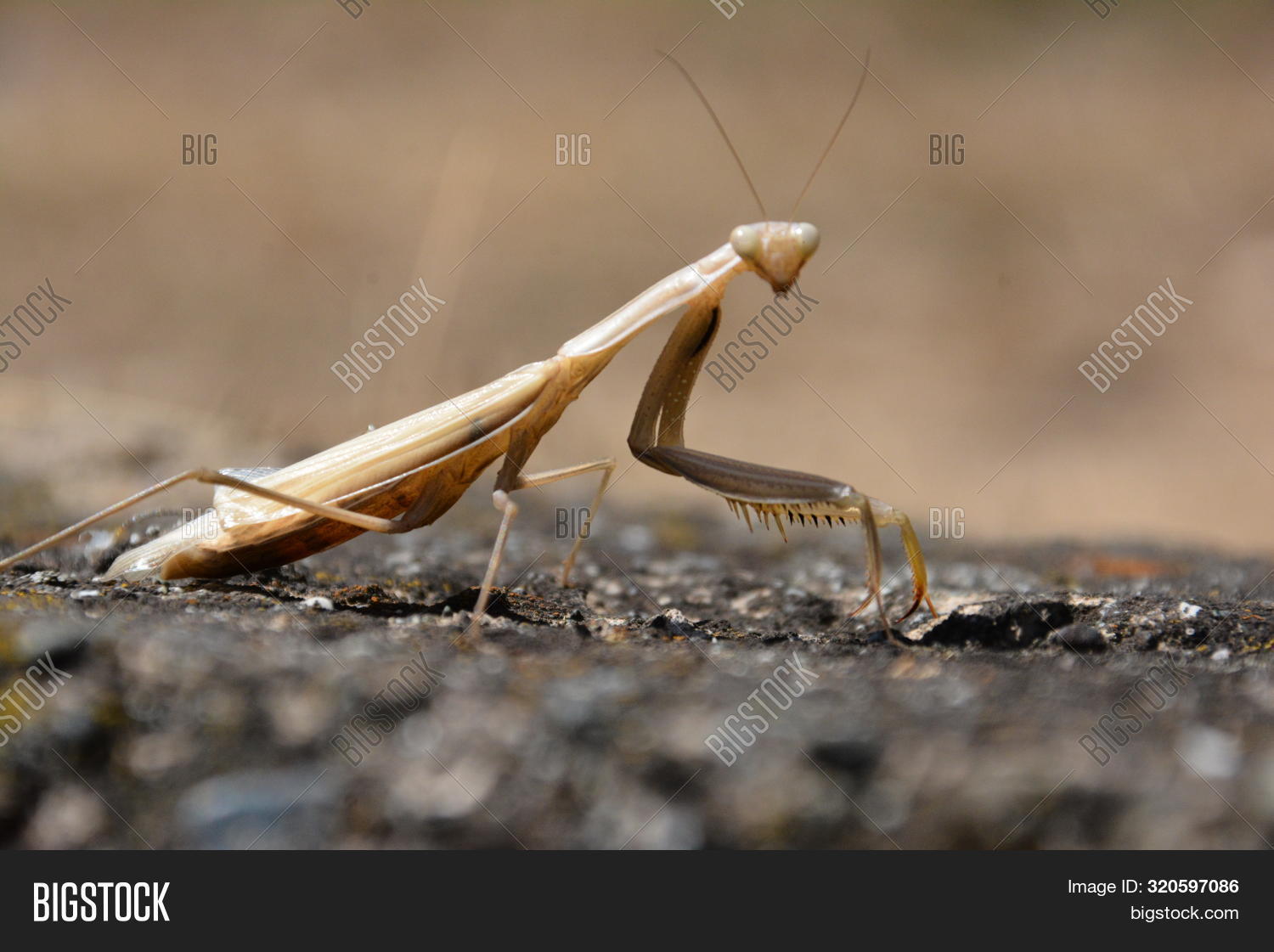 Mantis Photos Image & Photo (Free Trial) | Bigstock