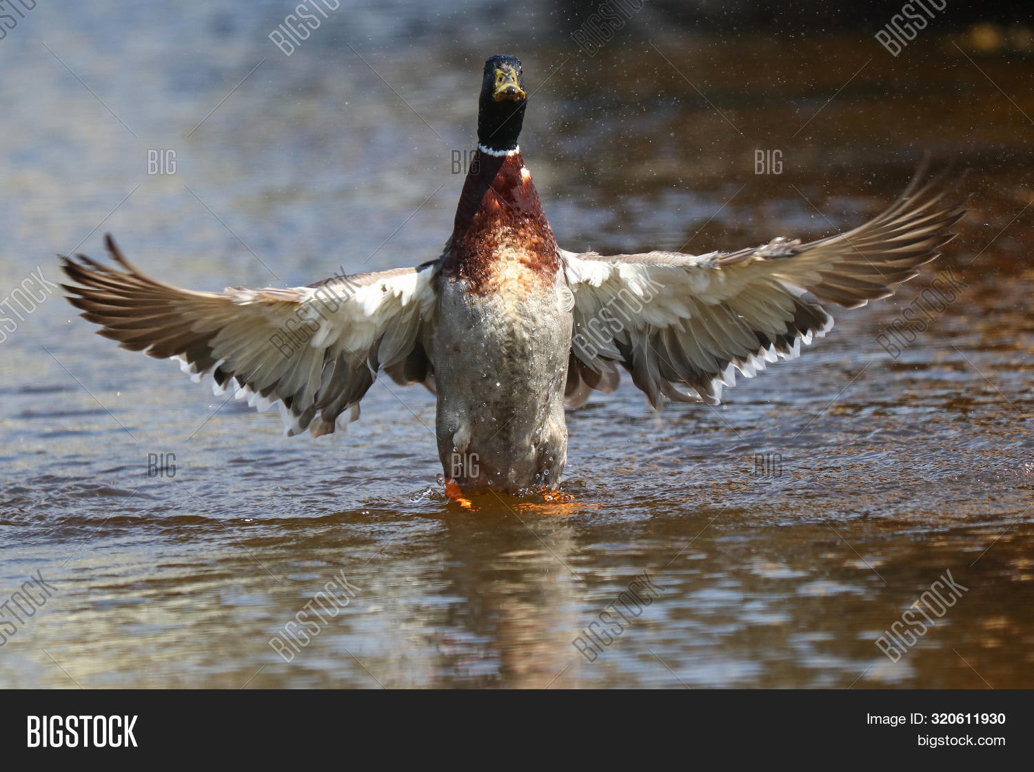 Male Mallard Drake Image & Photo (Free Trial) | Bigstock