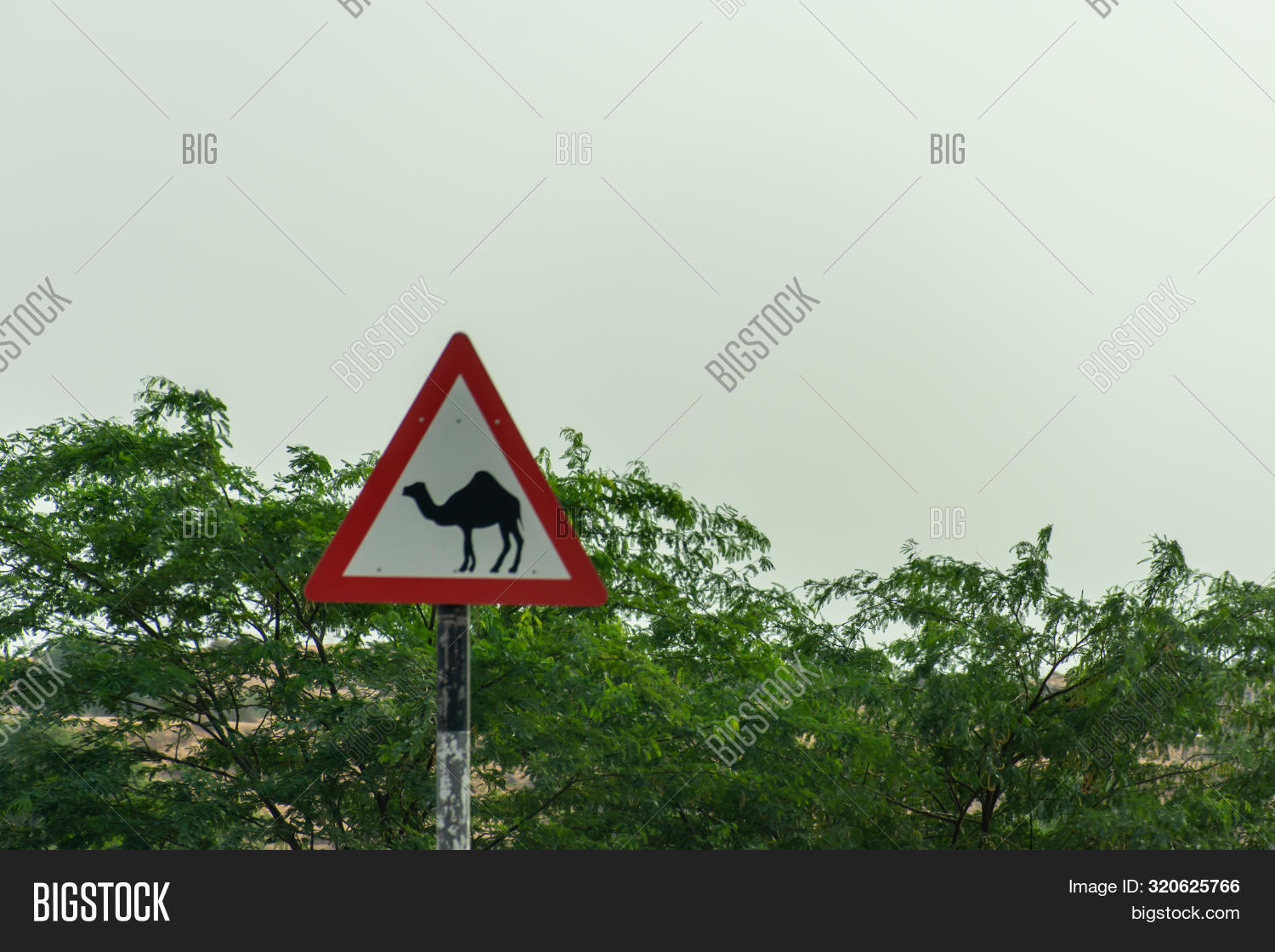 Beware Camel; Crossing Image & Photo (Free Trial) | Bigstock