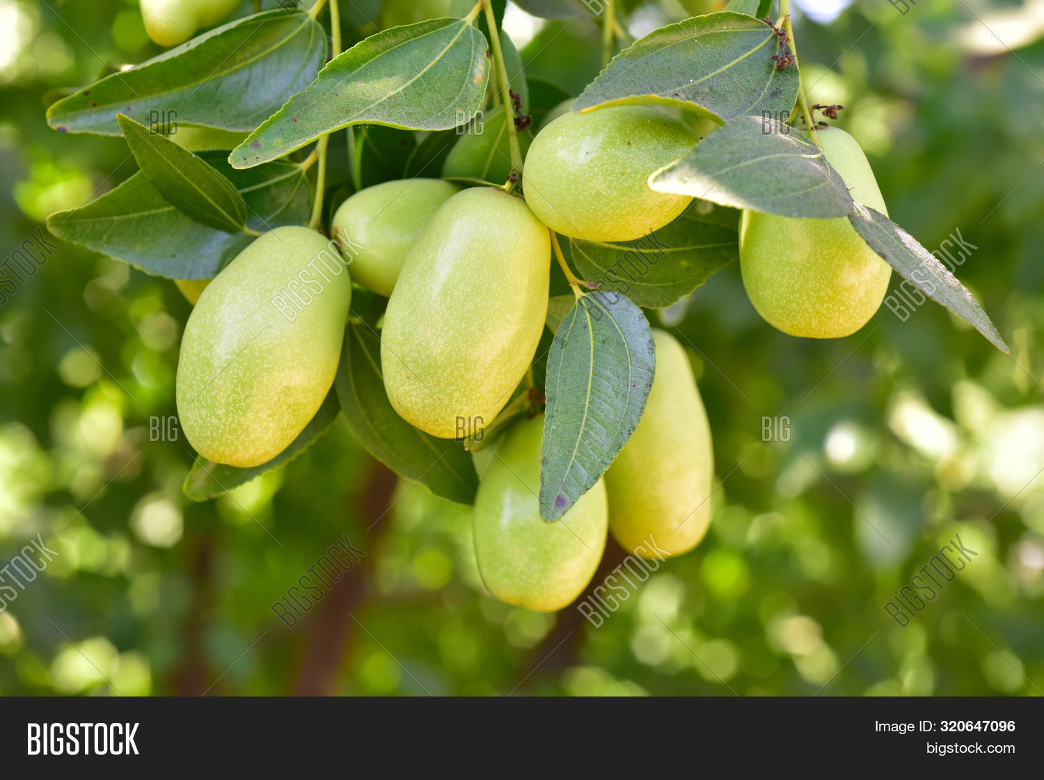 Jujube Jojoba Plant Image & Photo (Free Trial) | Bigstock