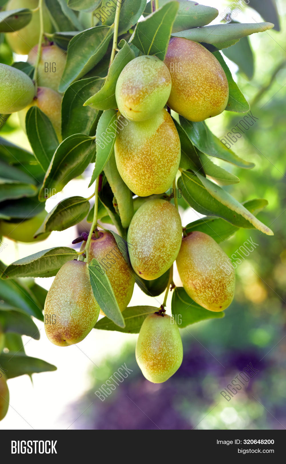 Jujube Jojoba Plant Image & Photo (Free Trial) | Bigstock