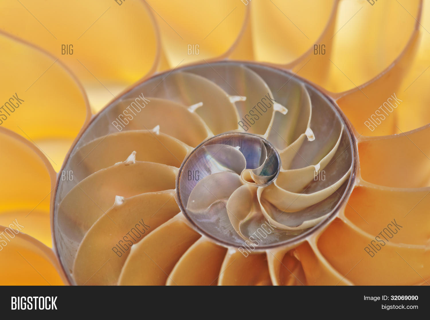 Detailed Photo Halved Image & Photo (Free Trial) | Bigstock