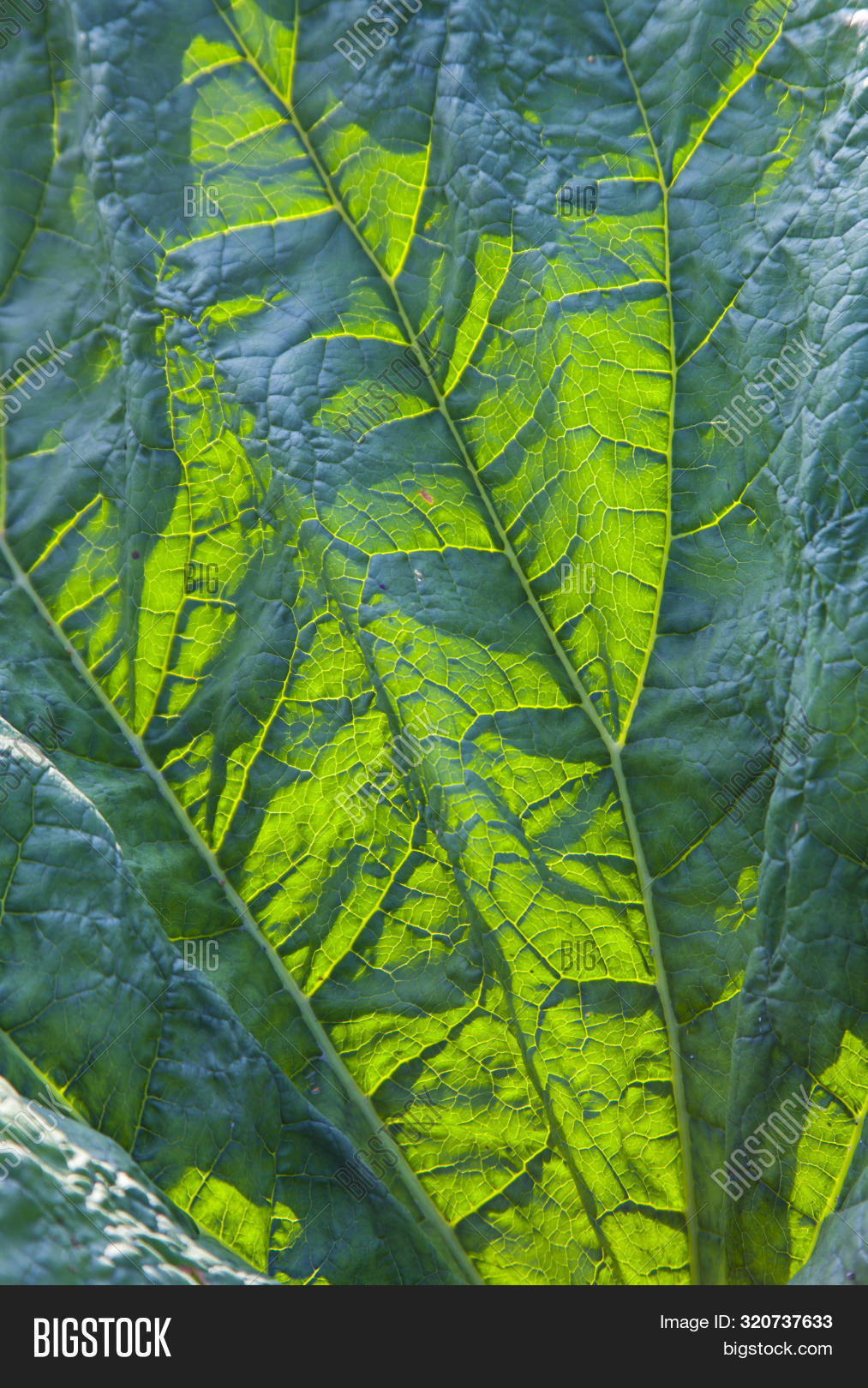 Background Green Sheet Image & Photo (Free Trial) | Bigstock