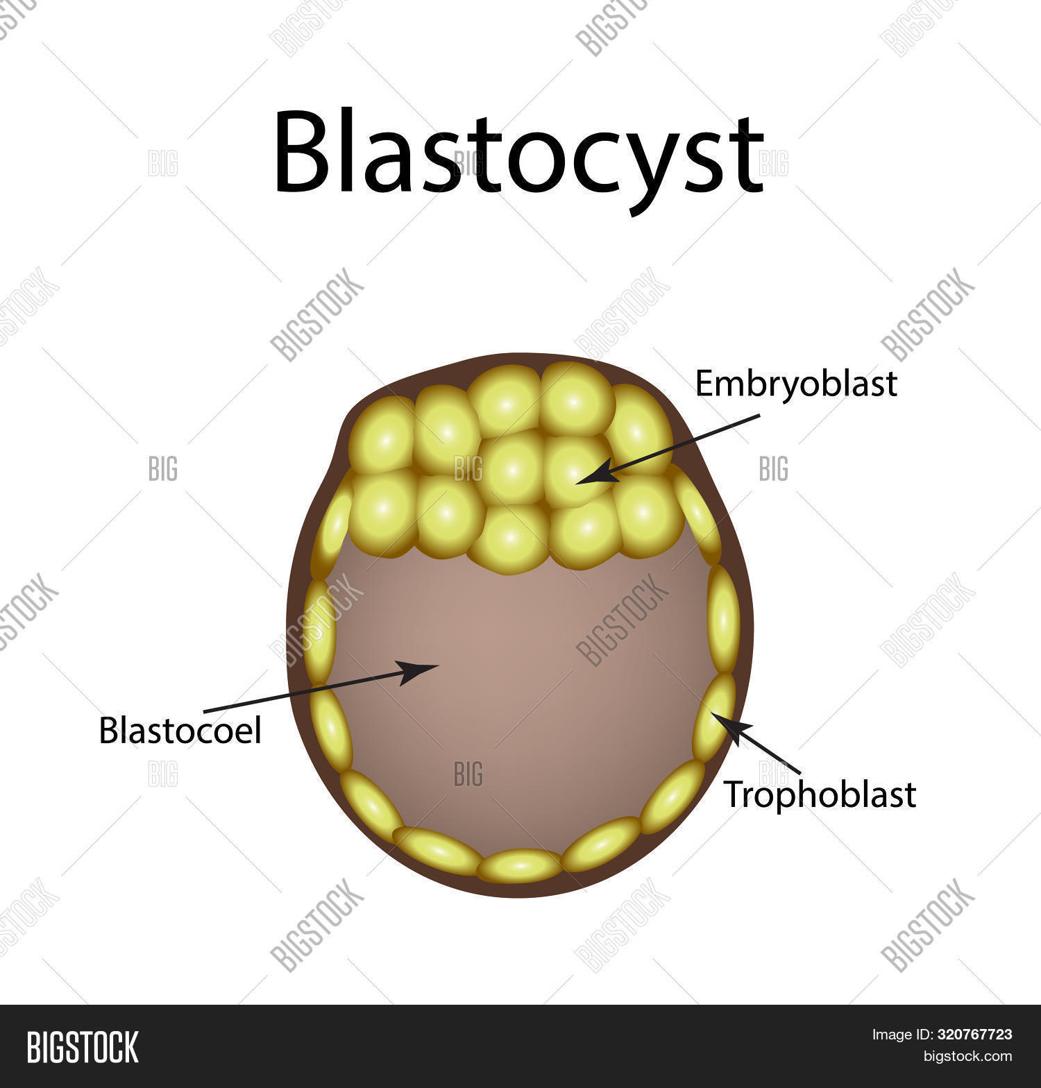 Human Blastocyst. Image & Photo (Free Trial) | Bigstock