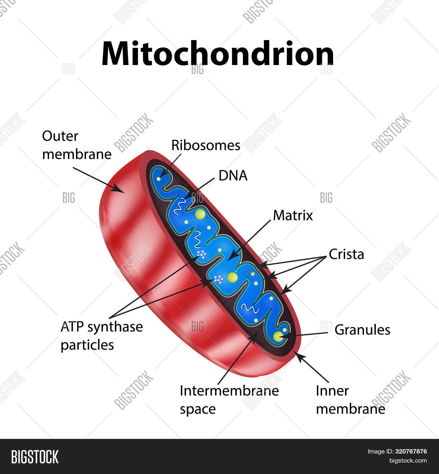 Mitochondria Structure Image & Photo (Free Trial) | Bigstock