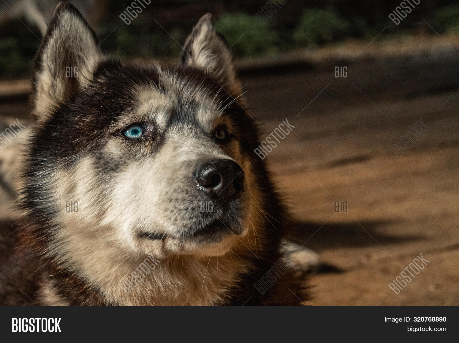Siberian Husky Dog Image & Photo (Free Trial) | Bigstock
