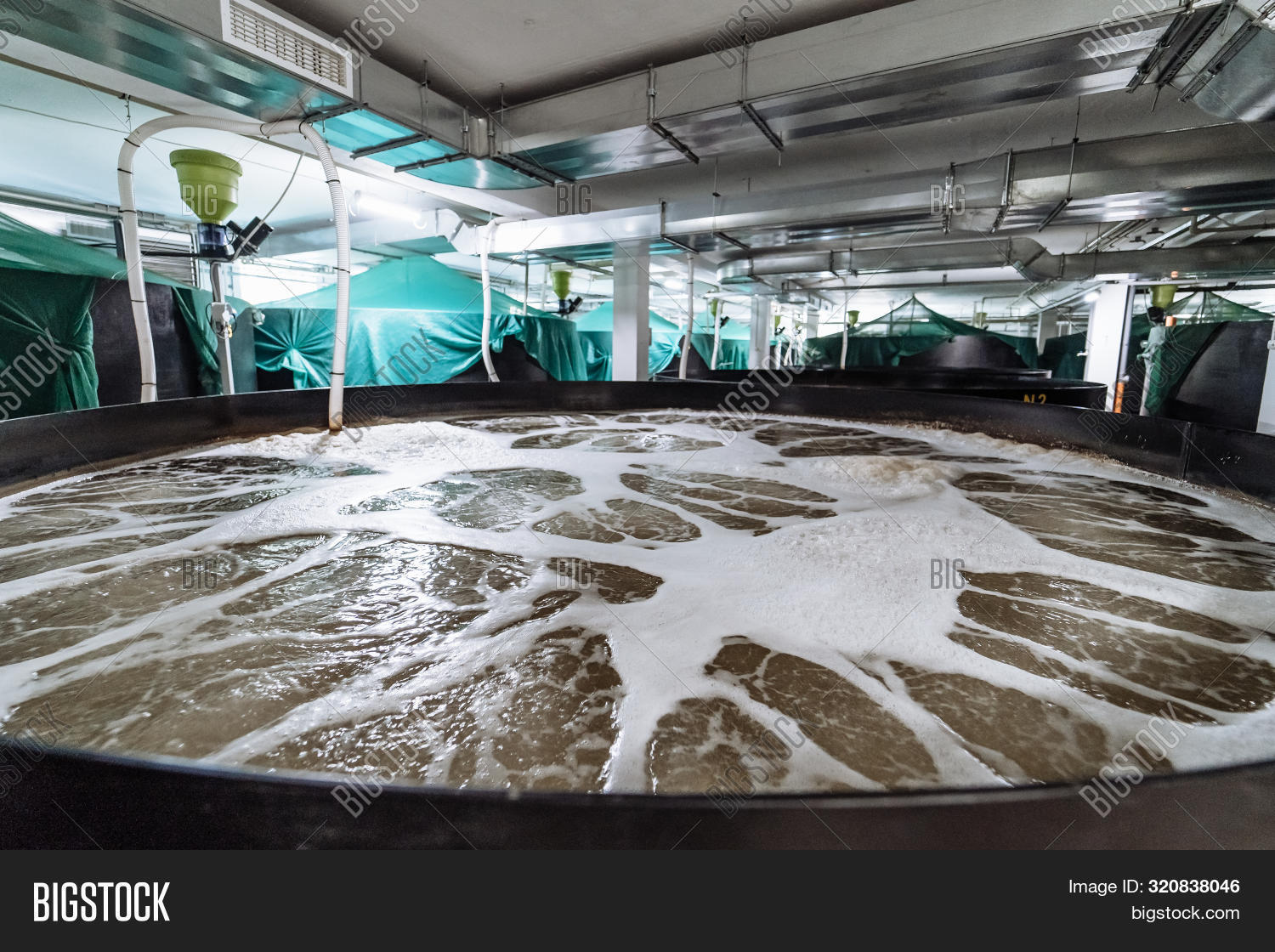 Shrimp Breeding Farm. Image & Photo (Free Trial) | Bigstock