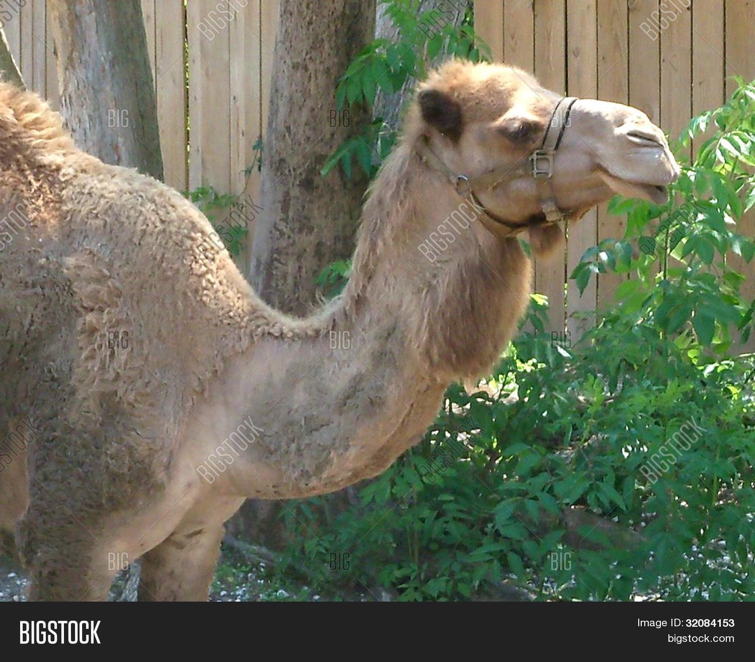 Camel Lips Image & Photo (Free Trial) | Bigstock