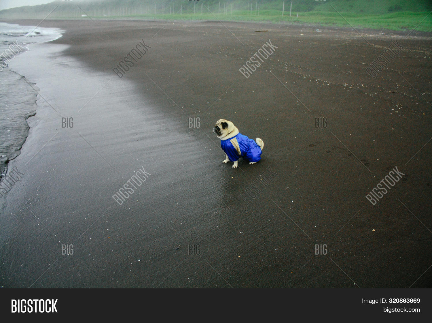 Pug Blue Overalls On Image & Photo (Free Trial) | Bigstock