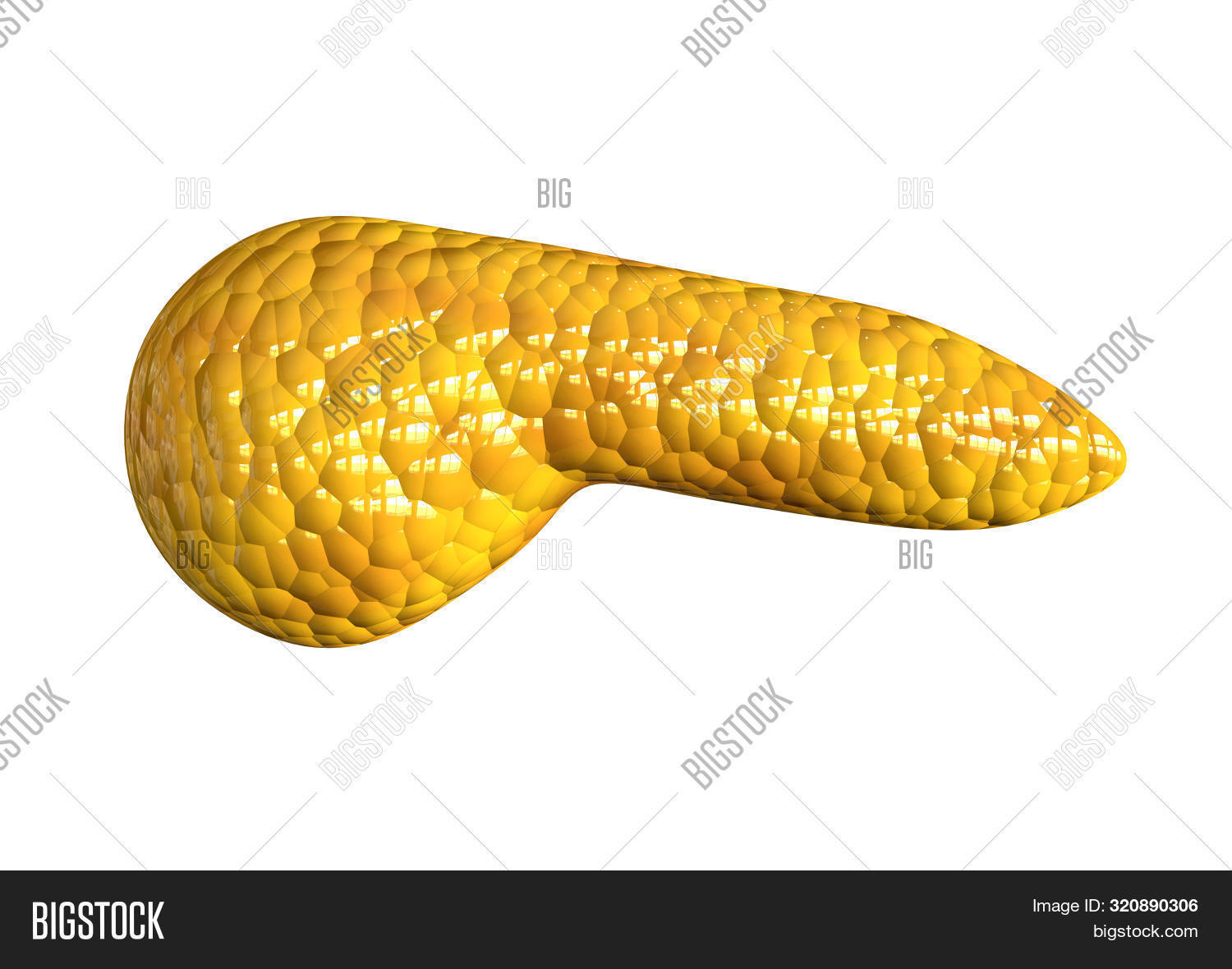 Pancreas, Human Body Image & Photo (Free Trial) | Bigstock