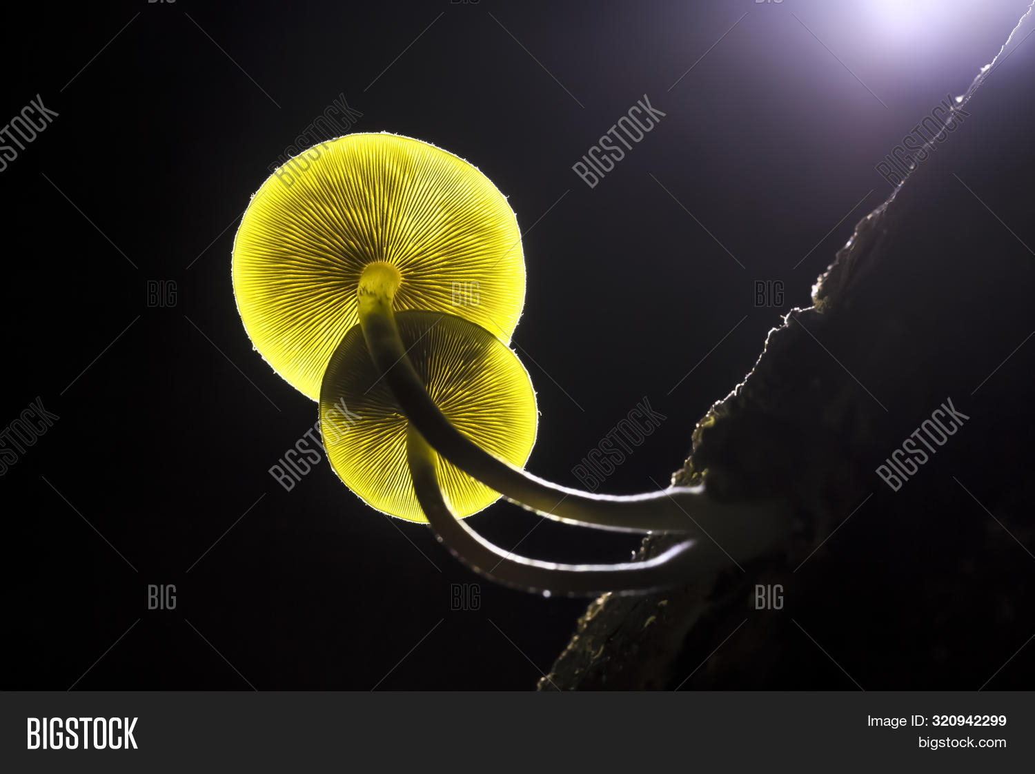 Close Small Fungus Image & Photo (Free Trial) | Bigstock