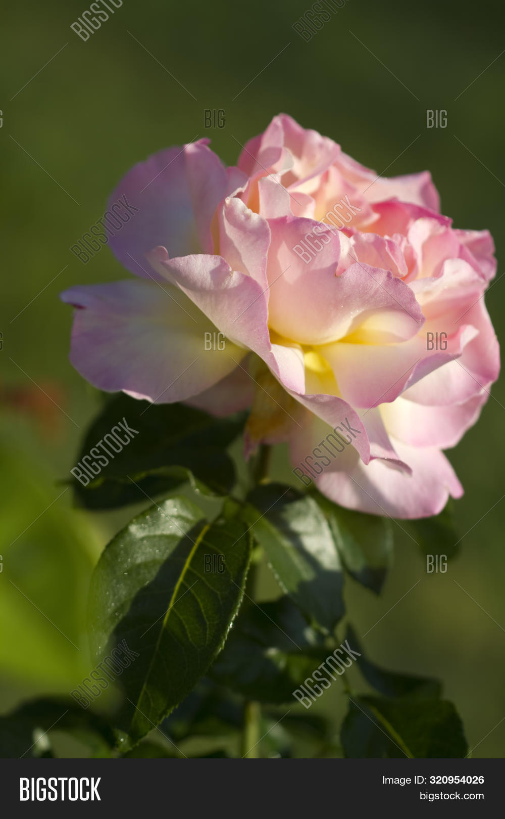 Beautiful Delicate Image & Photo (Free Trial) | Bigstock