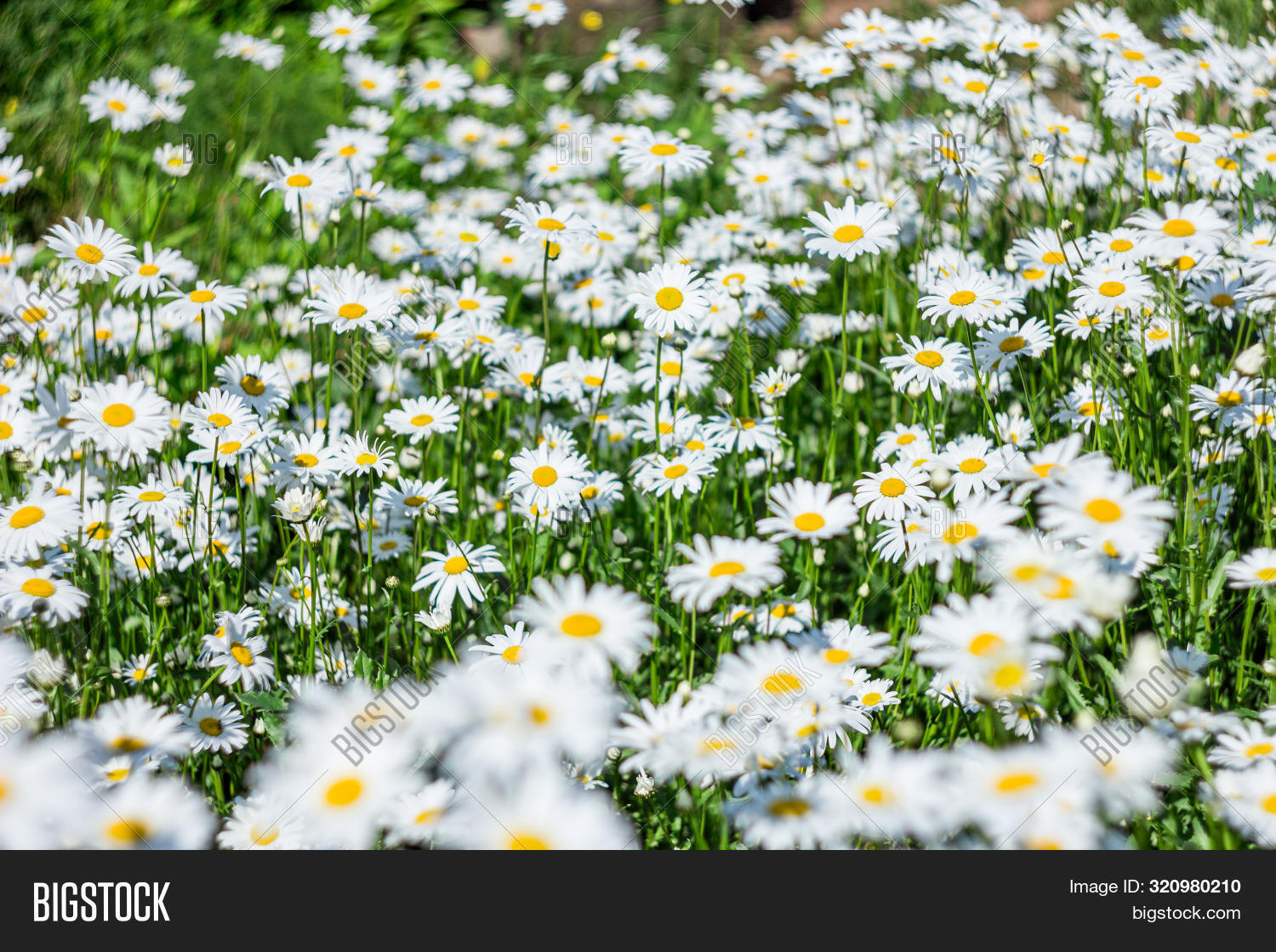 Chamomile Flower Field Image & Photo (Free Trial) | Bigstock
