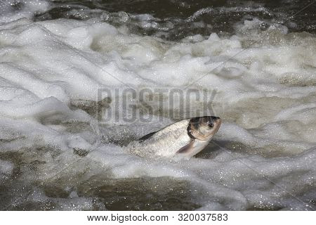 Fish Jump Fresh Water Image & Photo (Free Trial) | Bigstock