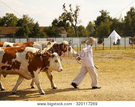 Mule Driver Peasant Image & Photo (Free Trial) | Bigstock