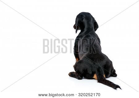 Rear View Seated Cute Image & Photo (Free Trial) | Bigstock