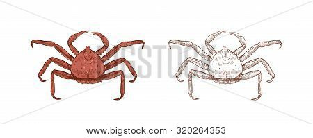 King Crab Vector Vector & Photo (Free Trial) | Bigstock