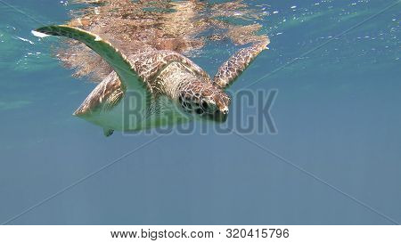 Cute Green Sea Turtle Image & Photo (Free Trial) | Bigstock