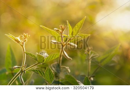 Stalks Young Soy Image & Photo (Free Trial) | Bigstock