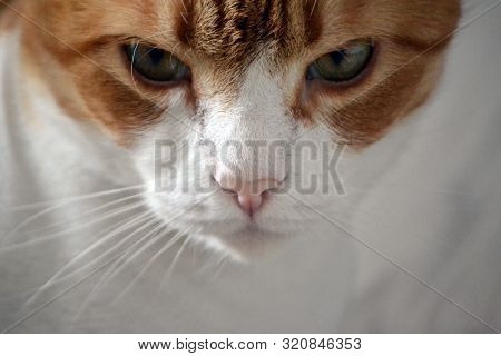 Portrait Ginger Tomcat Image & Photo (Free Trial) | Bigstock
