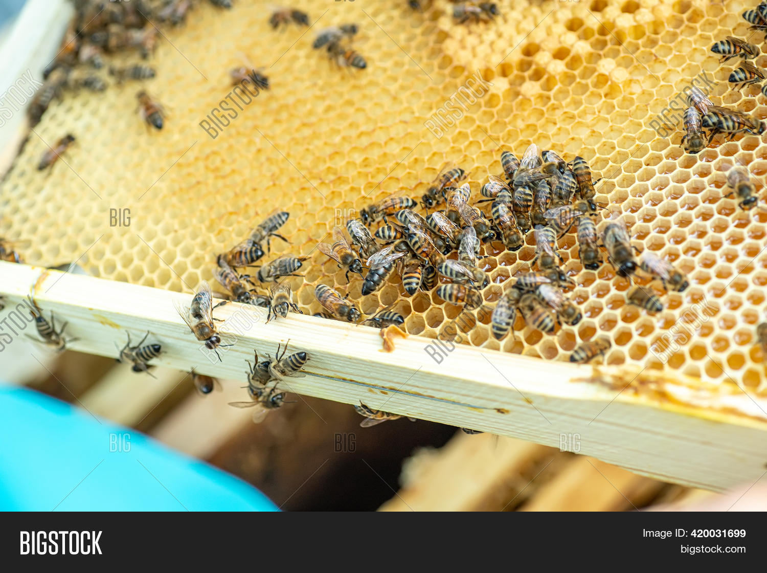 Bees Bee Hive Honey Image & Photo (Free Trial) | Bigstock