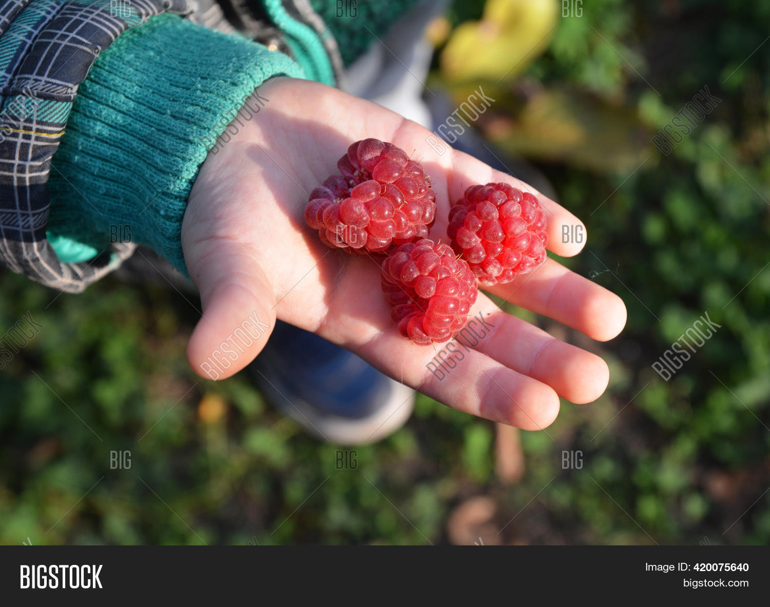Red Raspberry Berries Image & Photo (Free Trial) | Bigstock