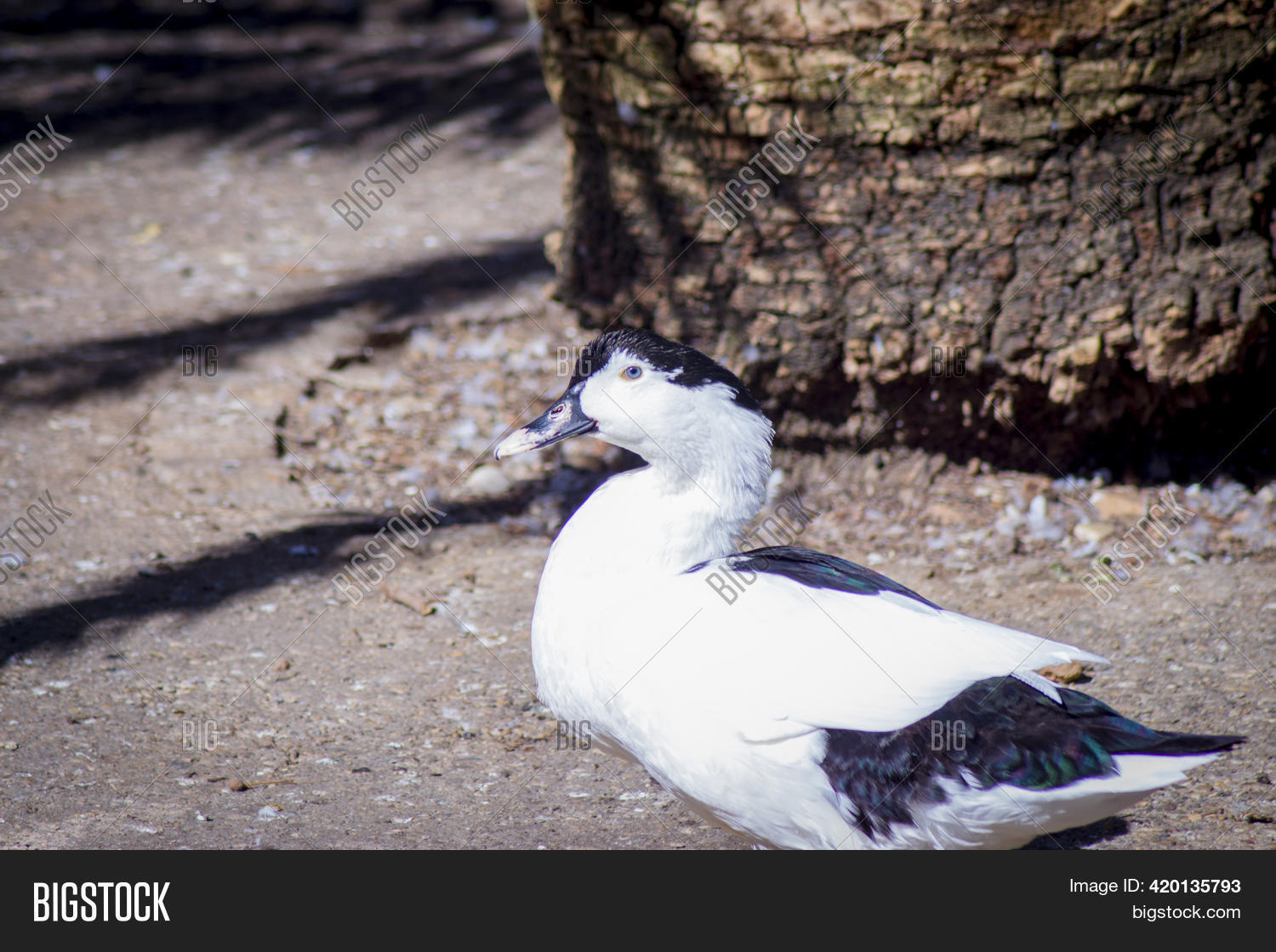 Duck Living Artificial Image & Photo (Free Trial) | Bigstock