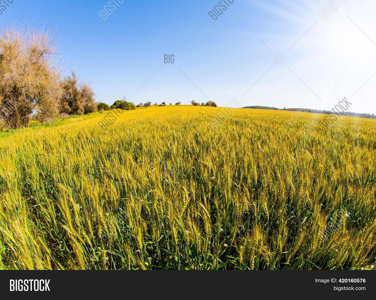 Fields Spring Flowers Image & Photo (Free Trial) | Bigstock