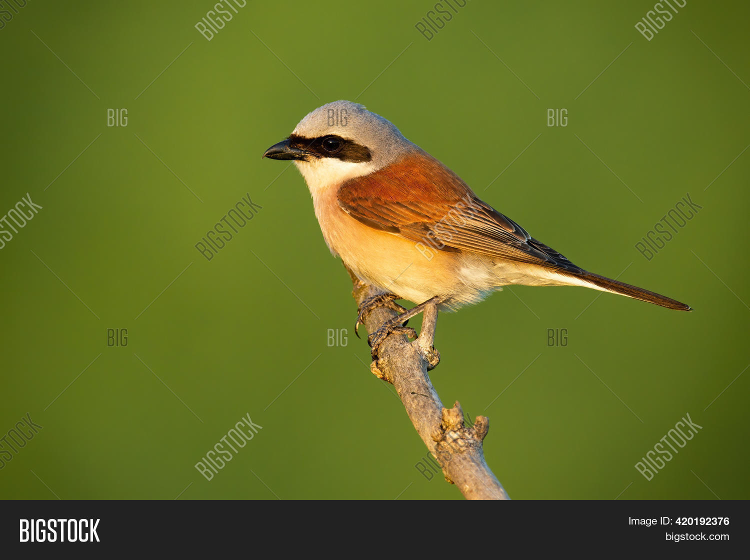 Red-backed Shrike Image & Photo (Free Trial) | Bigstock