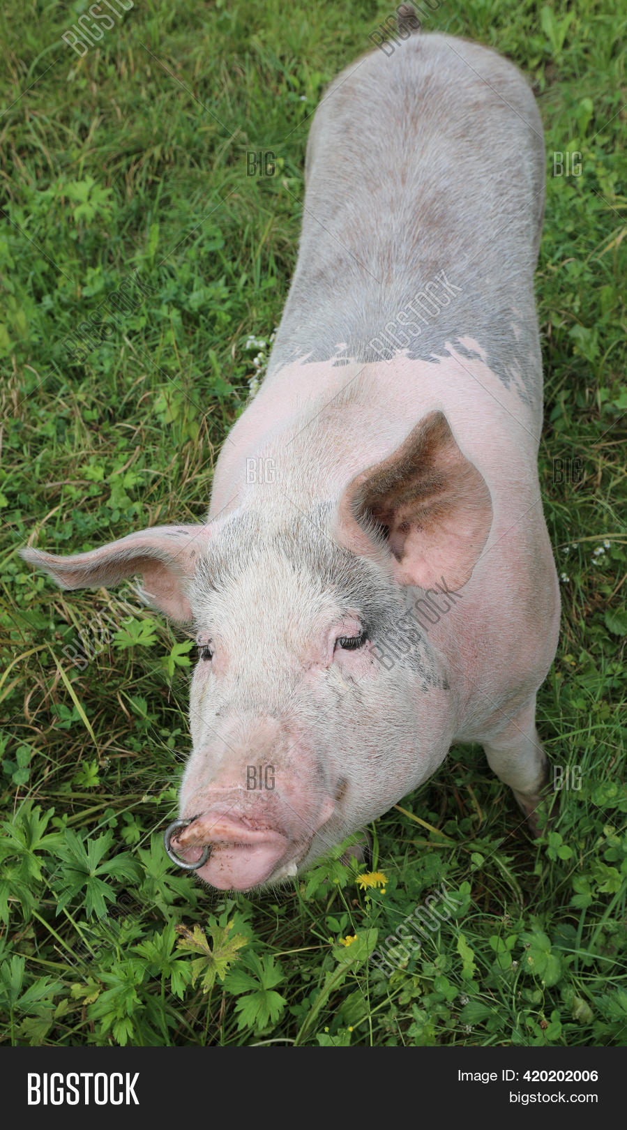 Big Pink Black Pig Big Image & Photo (Free Trial) | Bigstock