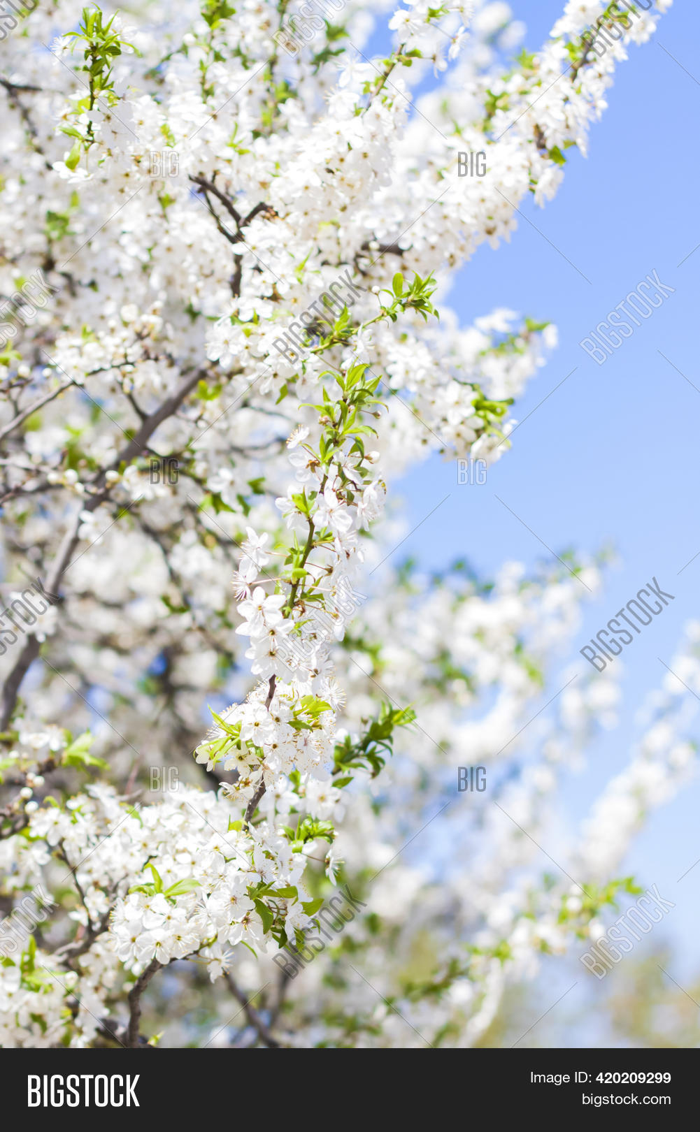 Nature Spring. Branch Image & Photo (Free Trial) | Bigstock