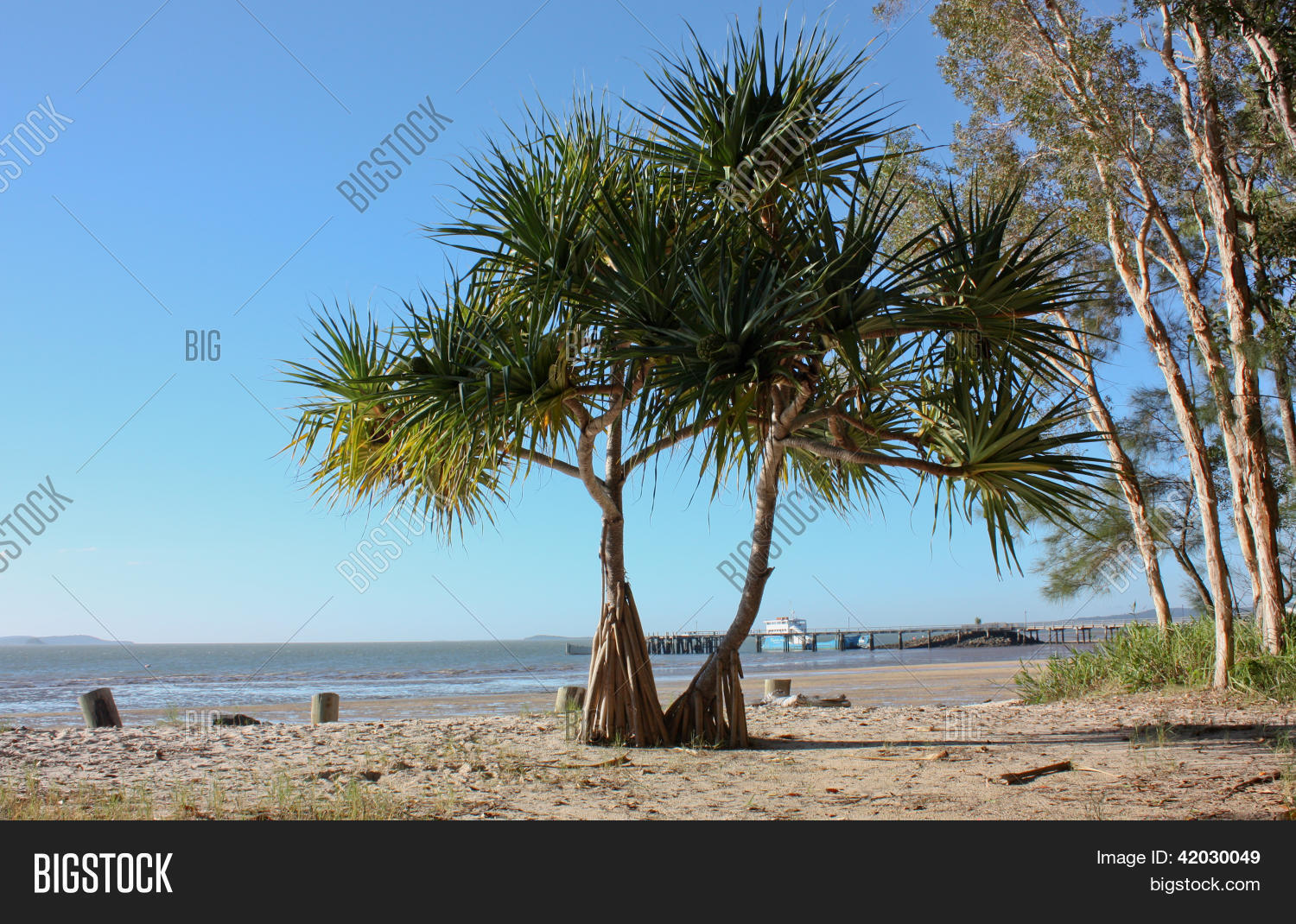 Pandanus Tree On Image & Photo (Free Trial) | Bigstock