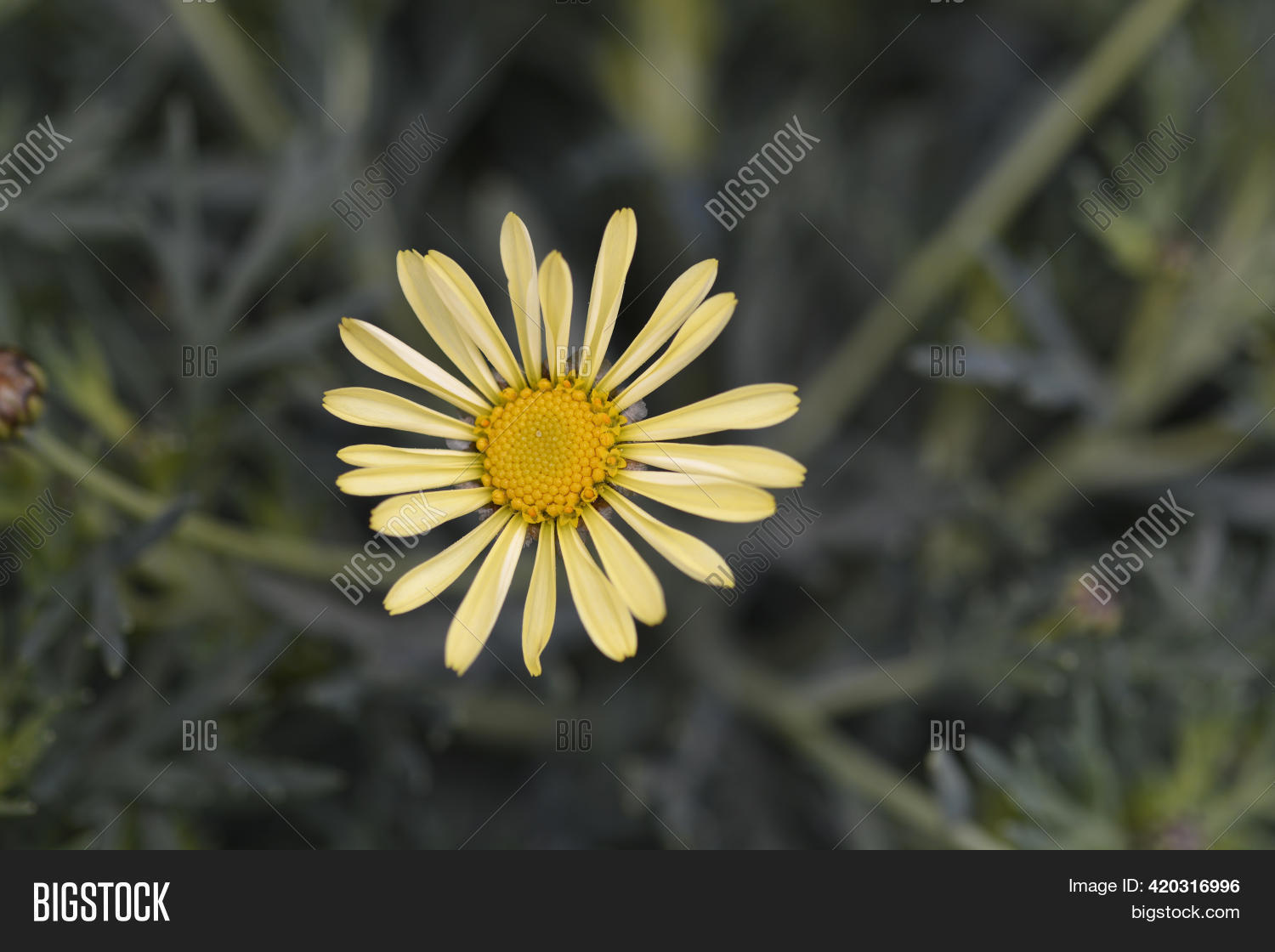Pale Yellow Marguerite Image & Photo (Free Trial) | Bigstock