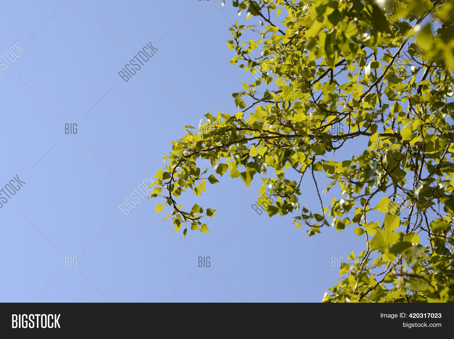Lombardy Poplar Image & Photo (Free Trial) | Bigstock