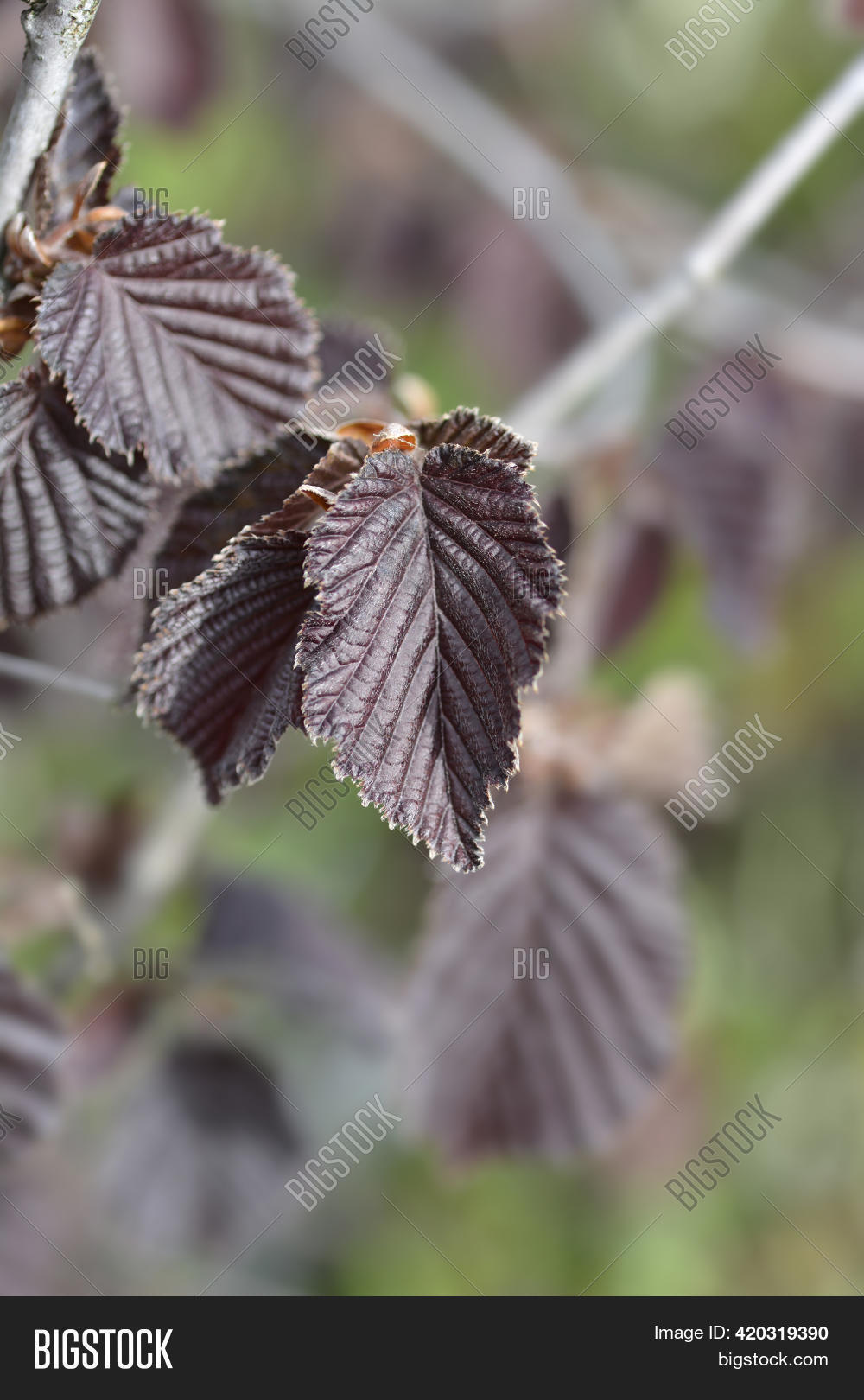 Purple Hazel New Image & Photo (Free Trial) | Bigstock