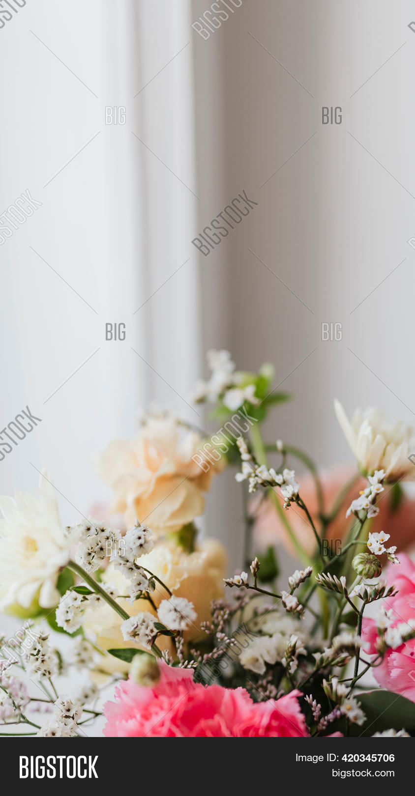 Closeup Carnations Image & Photo (Free Trial) | Bigstock