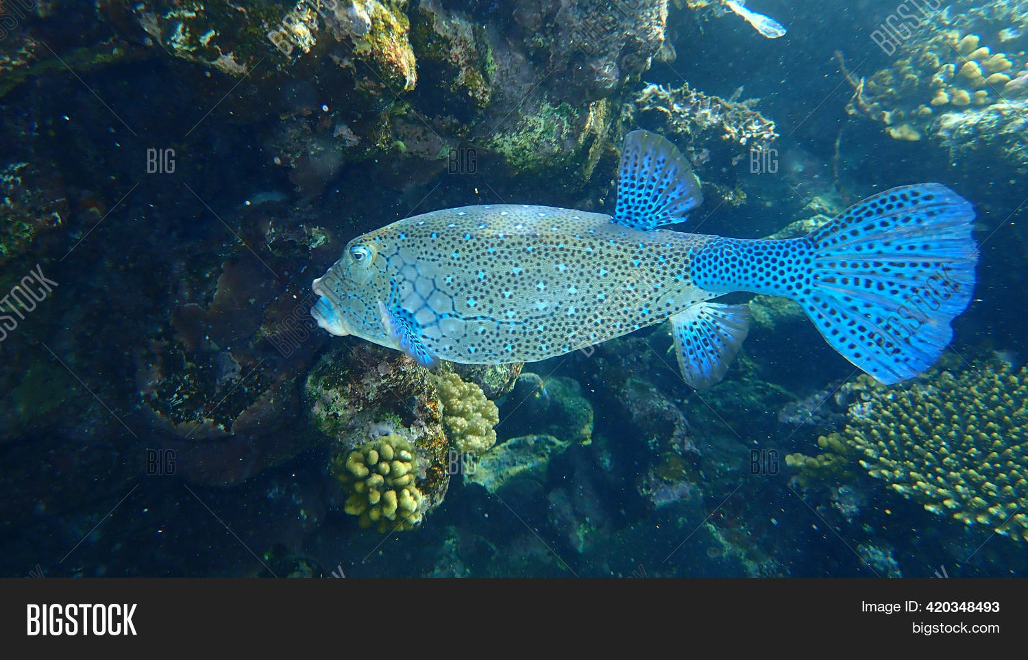Yellow Boxfish ( Image & Photo (Free Trial) | Bigstock
