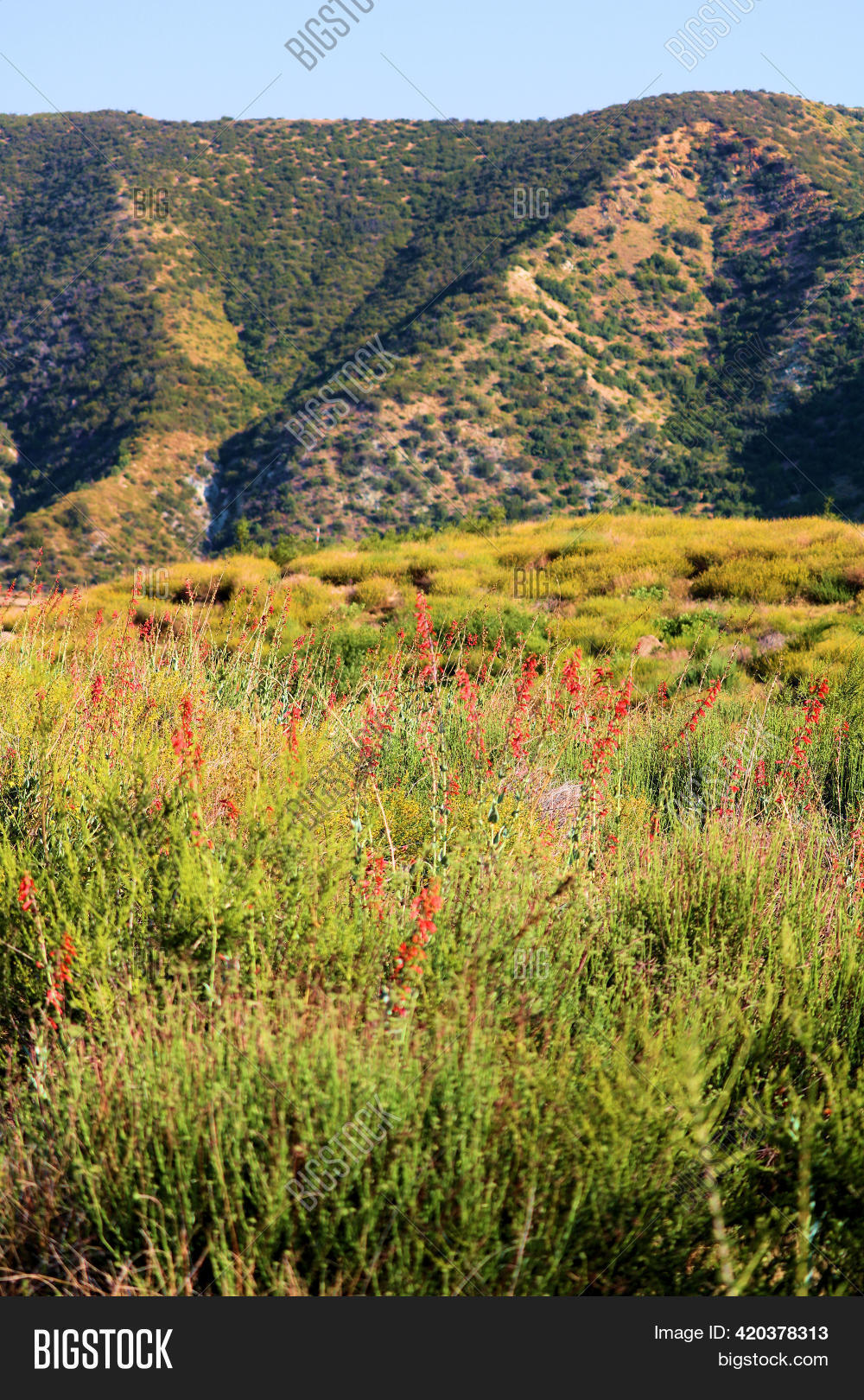 Chaparral Plants Image & Photo (Free Trial) | Bigstock